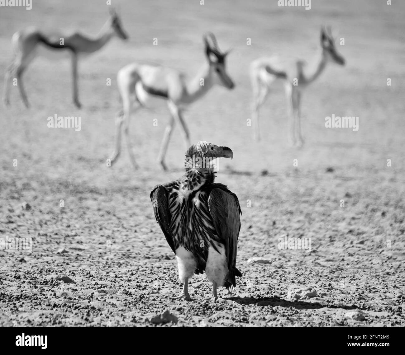 Lappet faced vulture water hi-res stock photography and images - Alamy
