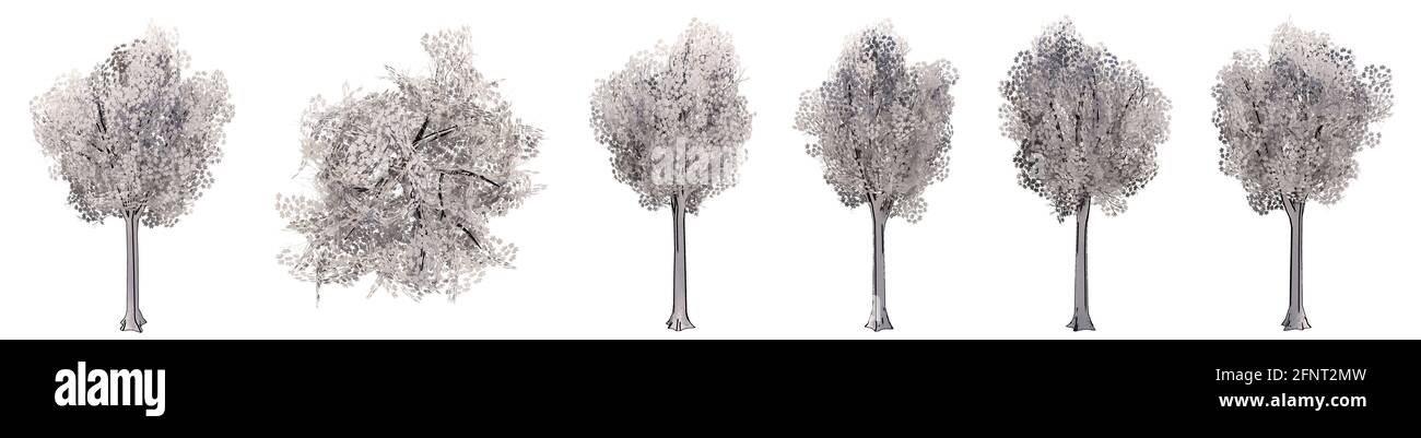 Set or collection of drawings of trees isolated on white background ...