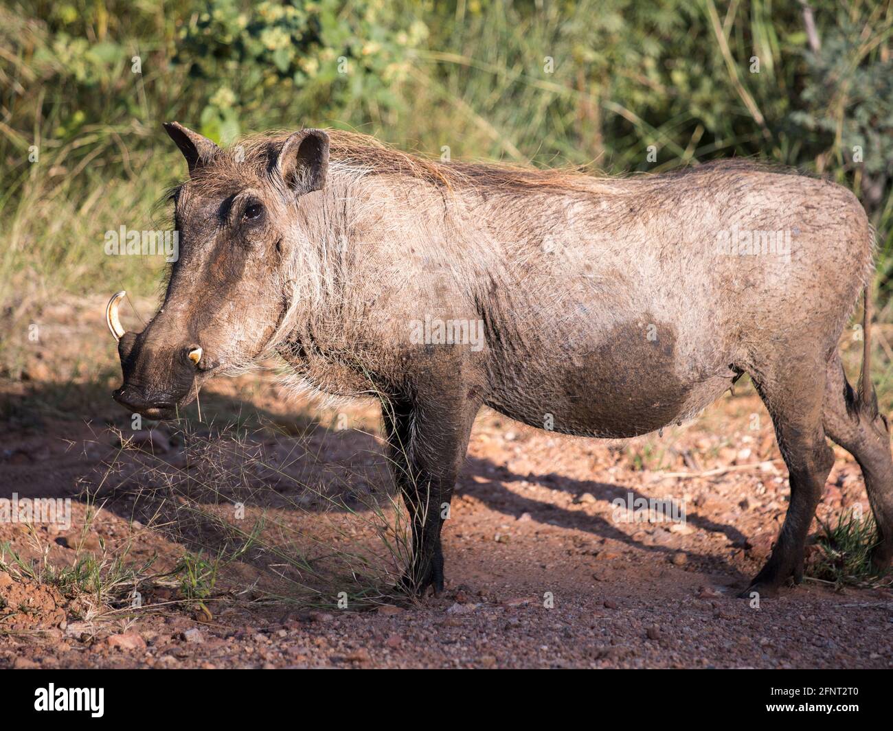 Warthog adult standing looking at the camera full length photo Stock ...