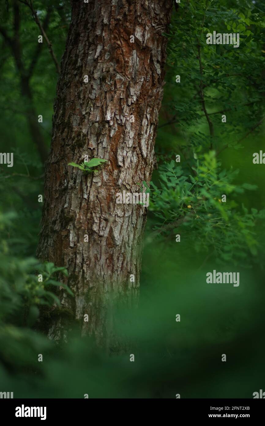 Acacia tree trunk in spring forest Stock Photo - Alamy