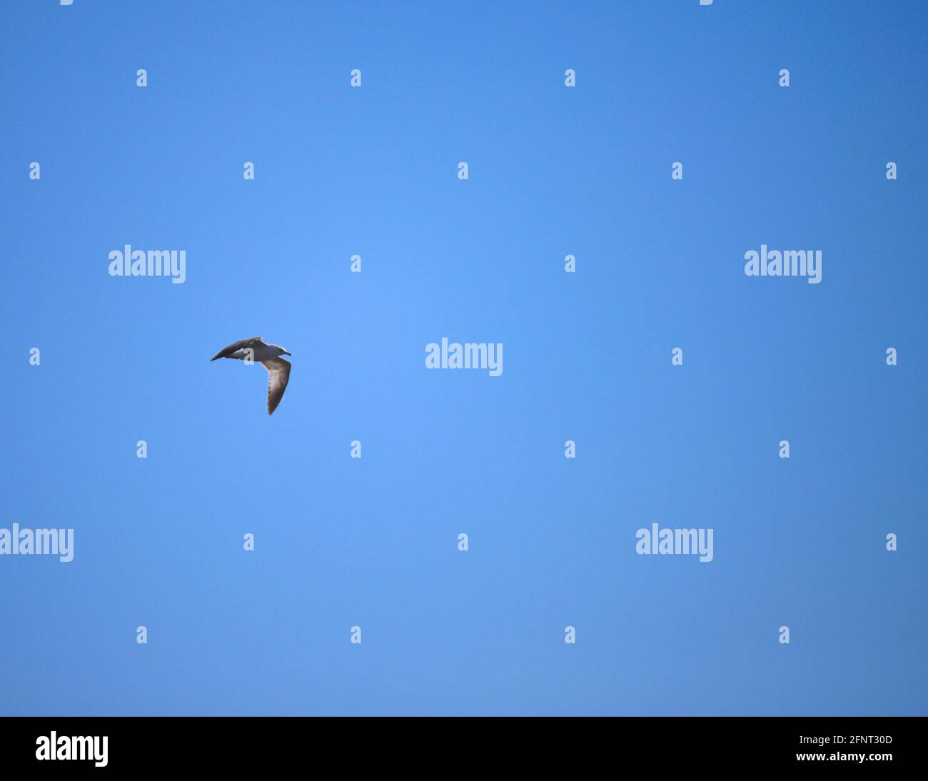 Low angle shot of a seagull flying under blue sky Stock Photo - Alamy