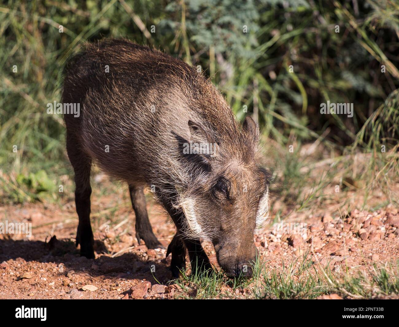 Warthog Baby High Resolution Stock Photography and Images - Alamy