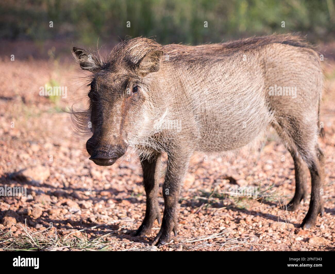 Warthog baby standing in the morning sun looking at the camera full ...