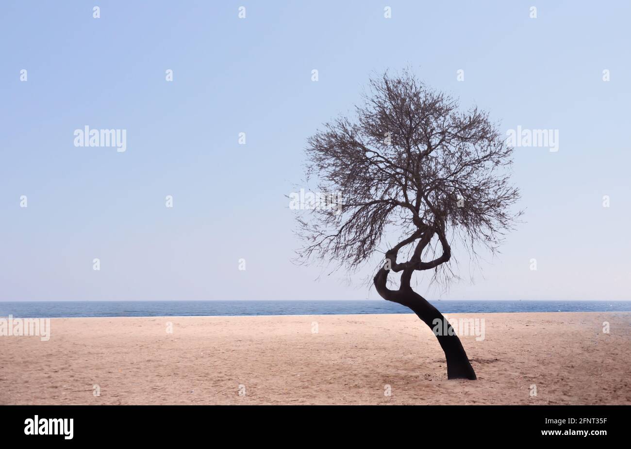 silhouette of single tree. front view Stock Photo - Alamy