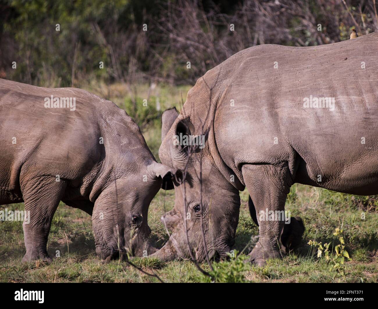 Rhino being playful hi-res stock photography and images - Alamy