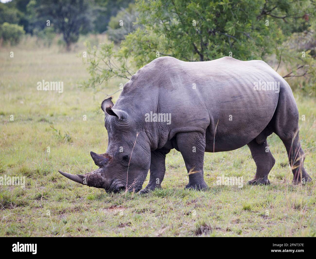 White rhinoceros bull standing on short grass grazing full length shot ...