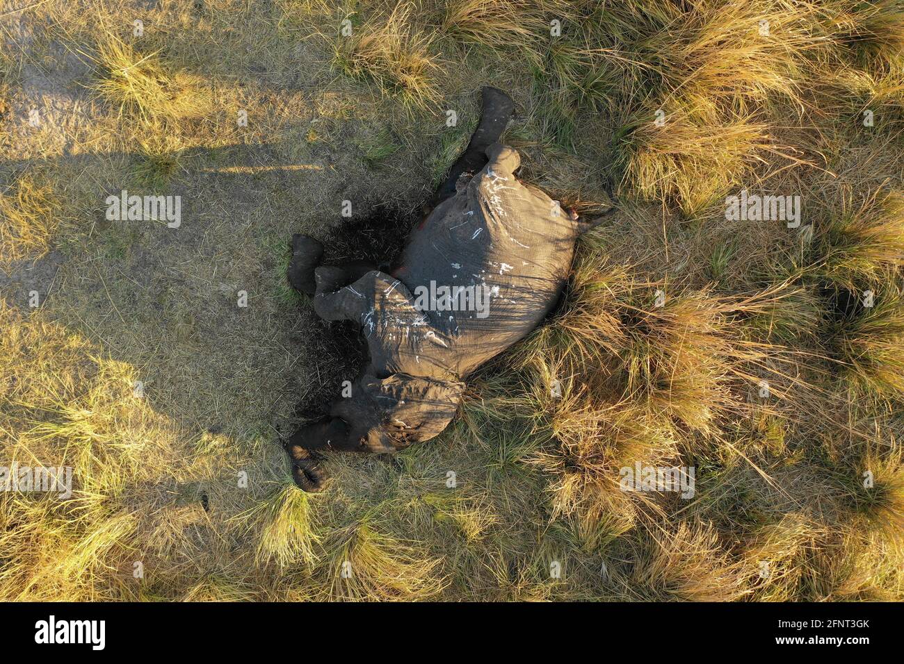 Africa, Botswana, Poached elephant Stock Photo - Alamy