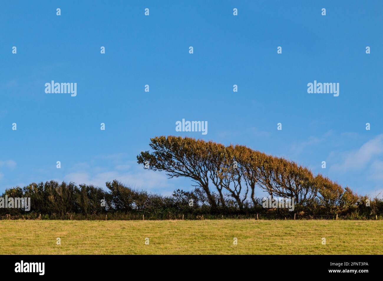 Devon skyline hi-res stock photography and images - Alamy