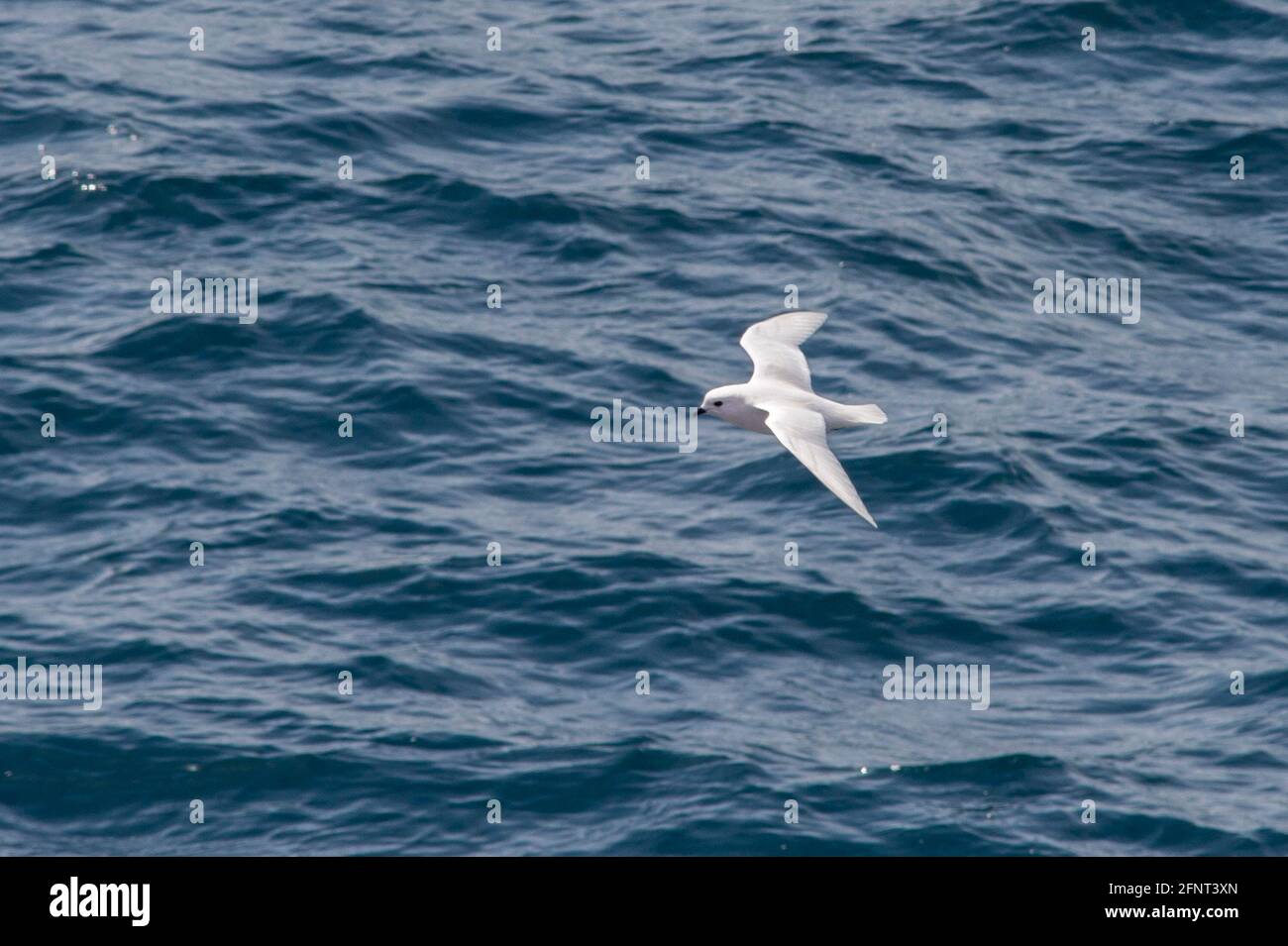 Snow Petrel ( Pagodroma nivea) flying off shag rocks between south ...