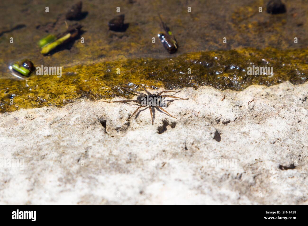 Diving bell spider Argyroneta aquatica beside water on stone, brook ...