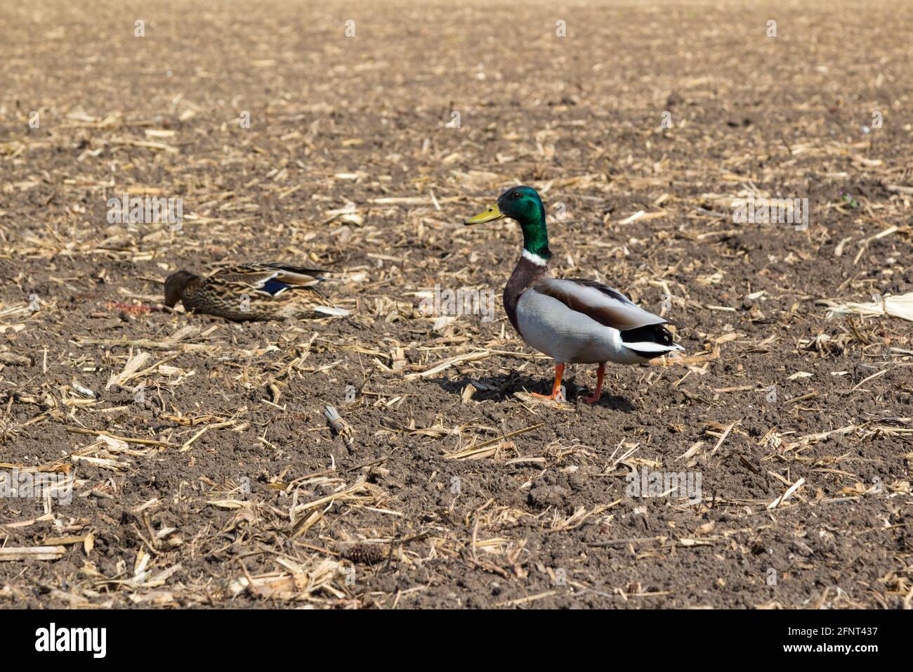 Male and female mallard duck (Anas platyrhynchos) feeding on arable ...