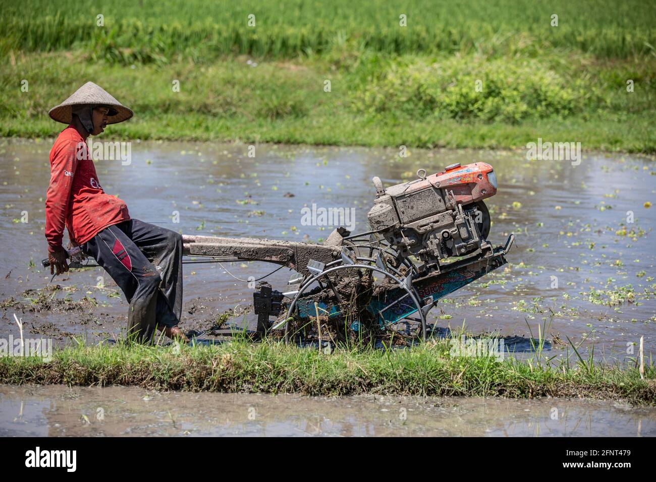 Working in rice field hi-res stock photography and images - Alamy