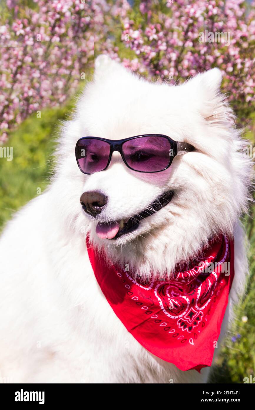 Fluffy white Samoyed dog with glasses on the background of a flowering ...