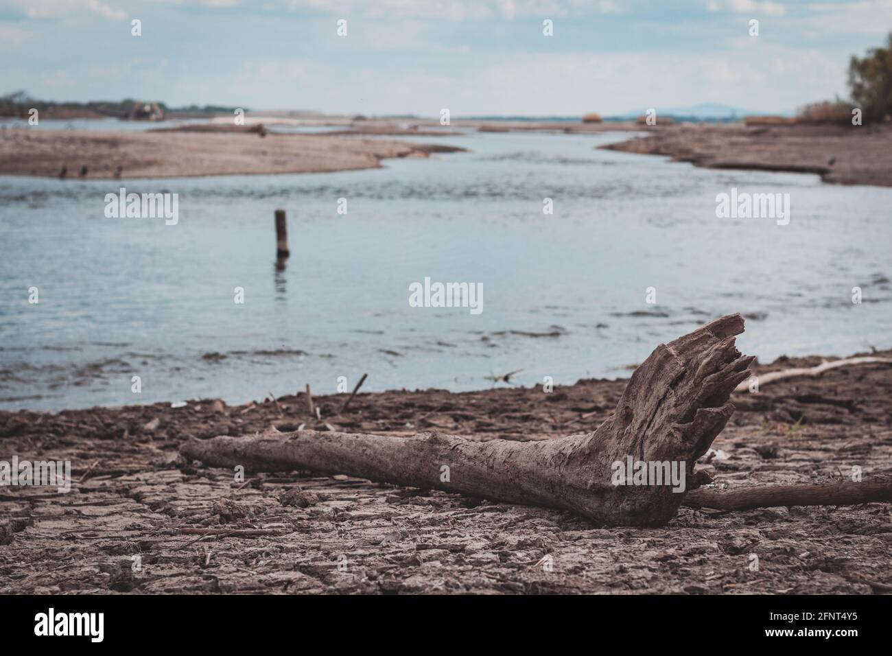 dried up log lying on the shore of the river Stock Photo - Alamy