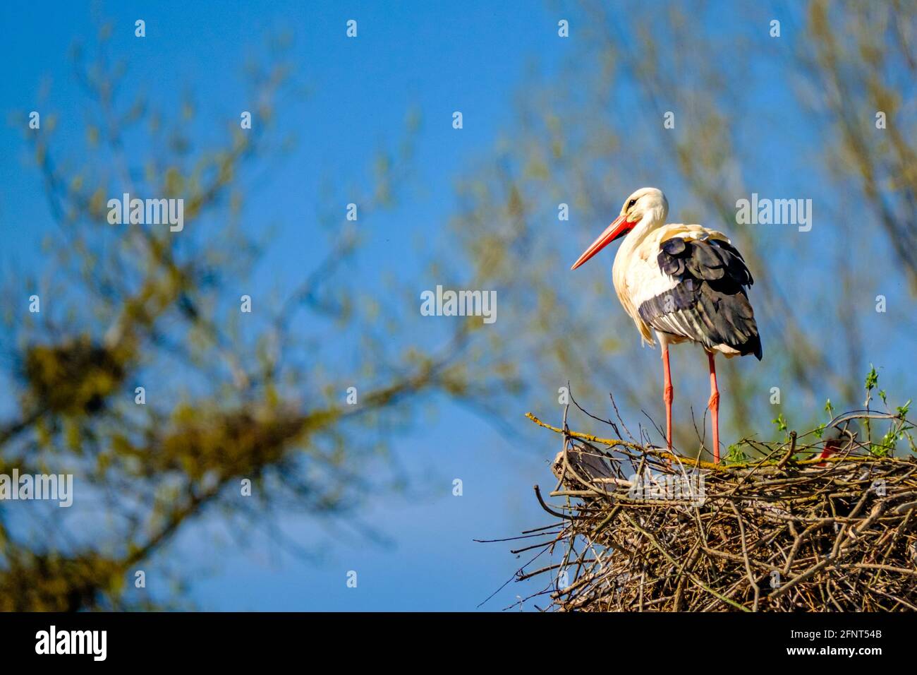 Stork's nest farm hi-res stock photography and images - Alamy