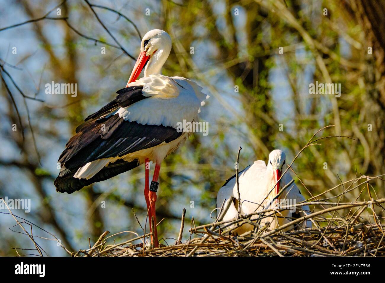 Observation of storks hi-res stock photography and images - Alamy