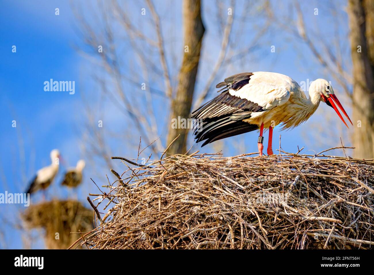Observation of storks hi-res stock photography and images - Alamy