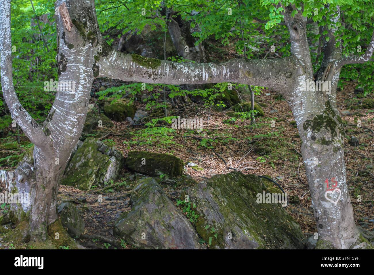 Connected beech tree hi-res stock photography and images - Alamy