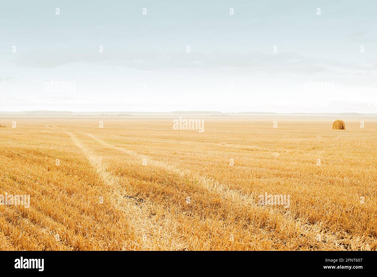 Field after harvest Stock Photo - Alamy