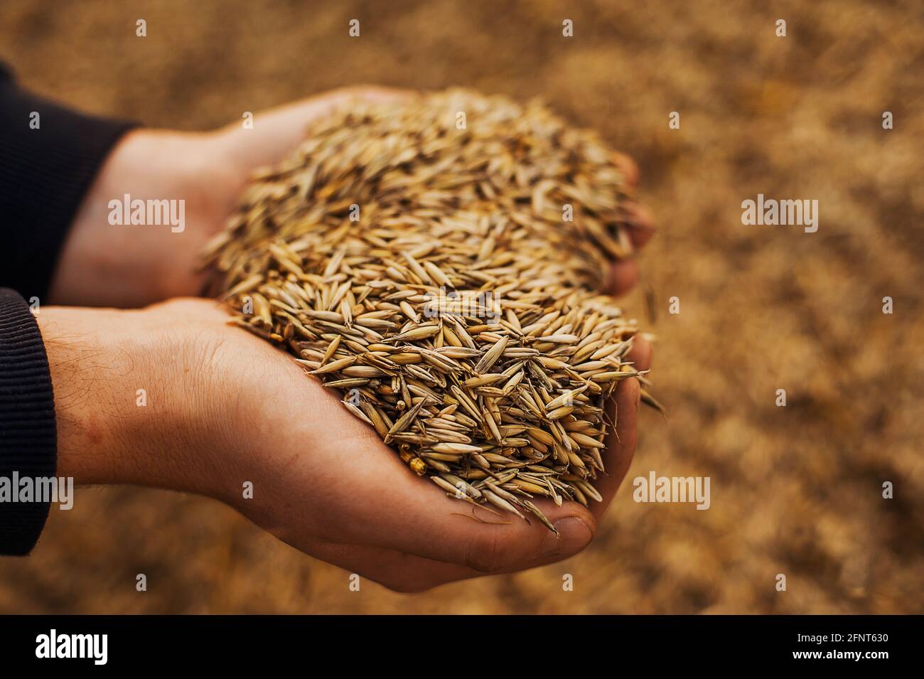 Cleaning grains hi-res stock photography and images - Alamy
