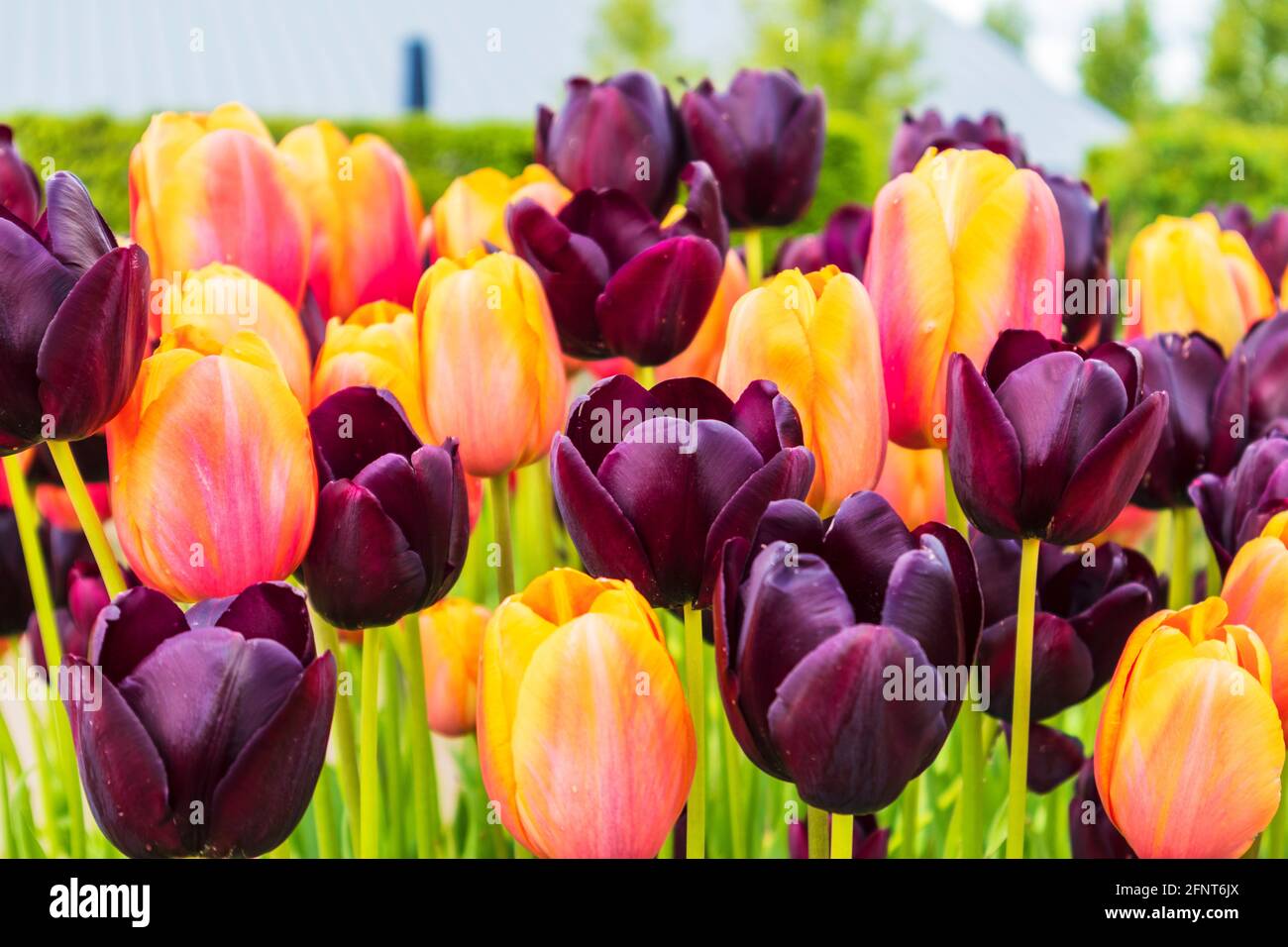 Display of Vibrantly Coloured Tulips at RHS Hyde Hall Gardens on a Dull ...