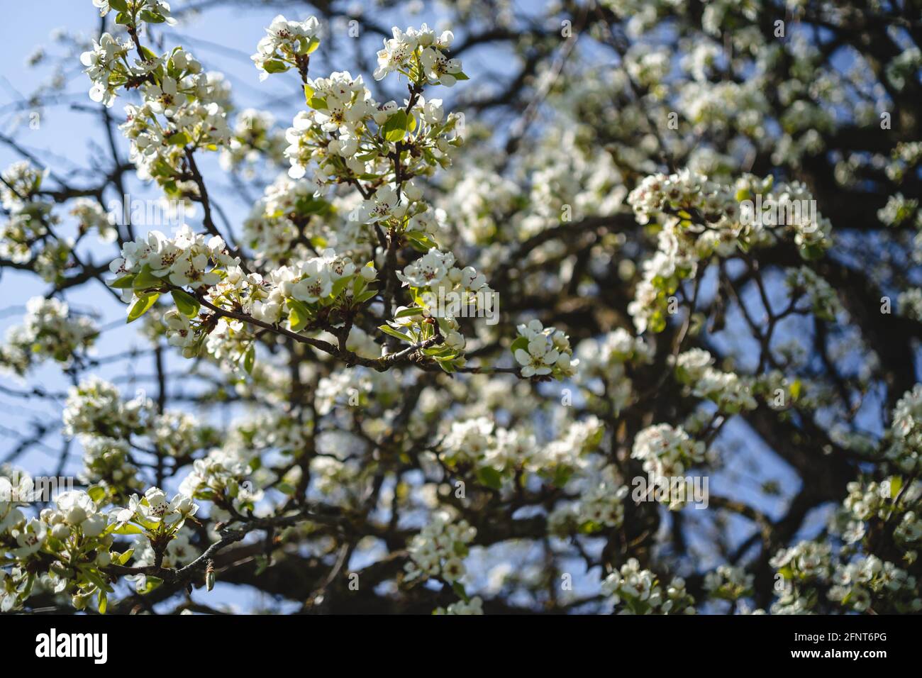 Pear trees farmhouse in spring hi-res stock photography and images - Alamy