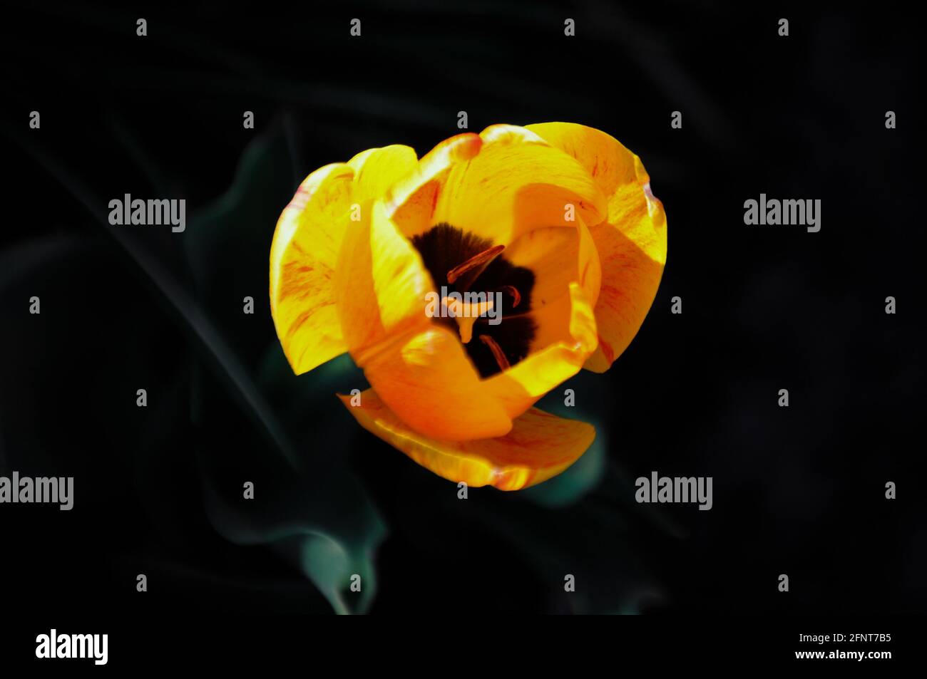 Yellow open tulip on the dark background at the golden hour in the ...