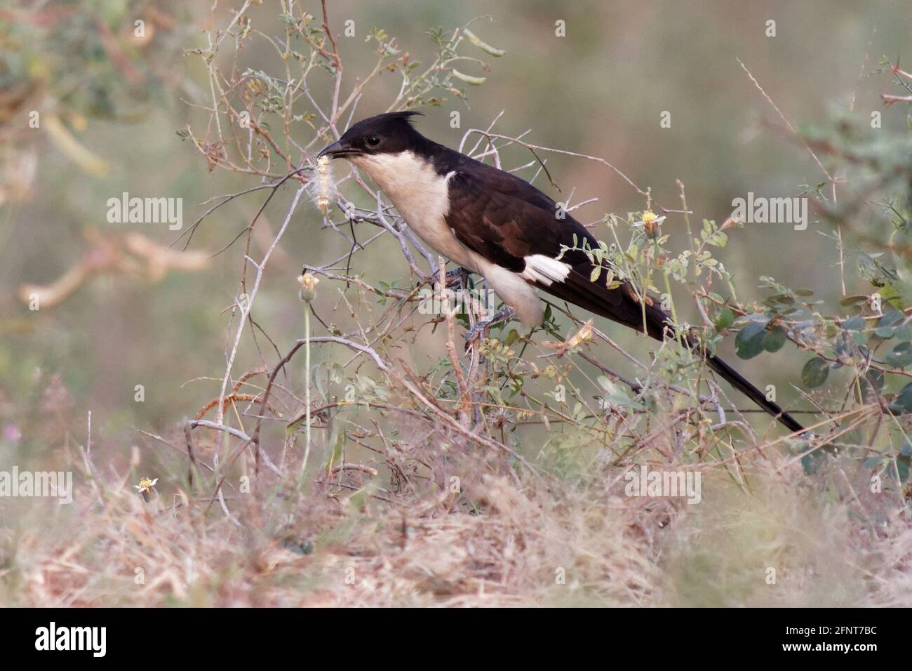 Pied Cuckoo (Clamator jacobinus) with caterpillar in it's beak Stock ...