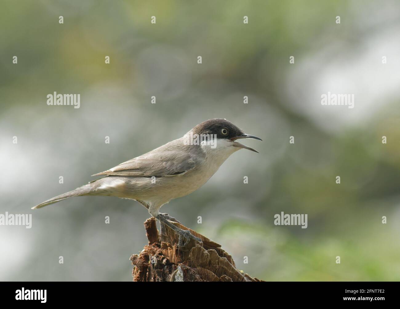 Western Orphean Warbler (Curruca hortensis Stock Photo - Alamy