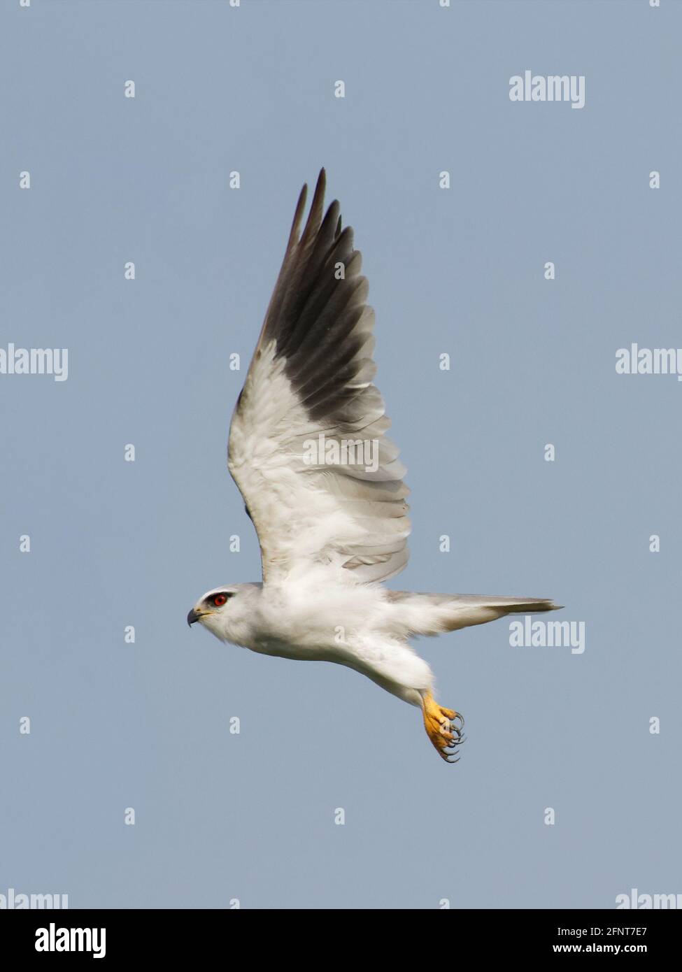 Black-shouldered Kite (Elanus axillaris Stock Photo - Alamy
