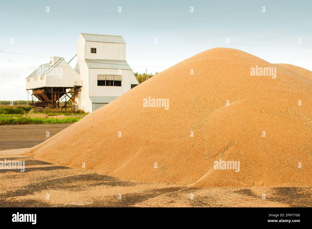 Grain storage silos. Harvest concept. Hill of grain, wheat, rye, barley ...