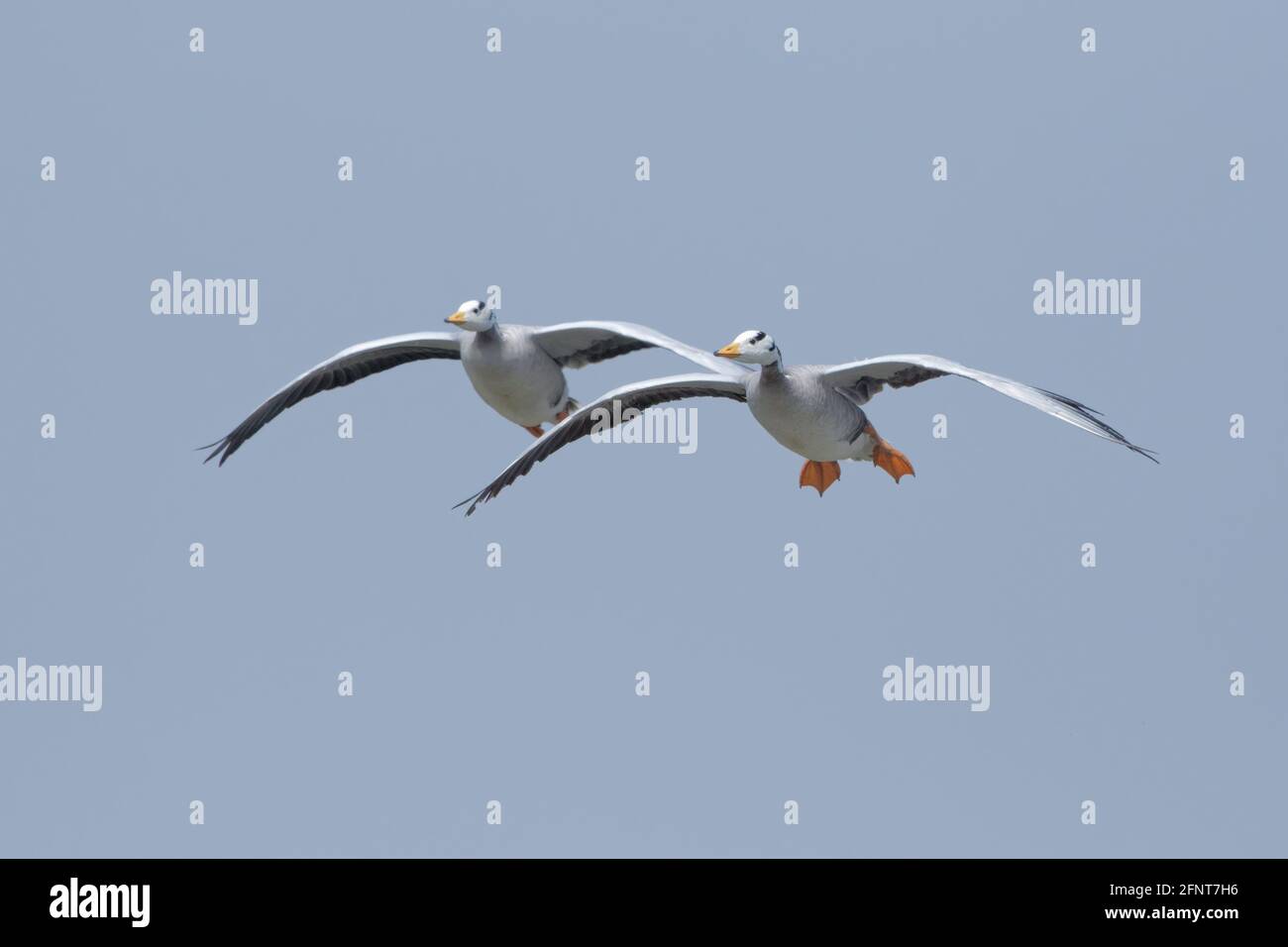 Bar-headed geese (Anser indicus) in flight at Thol Bird sanctuary ...