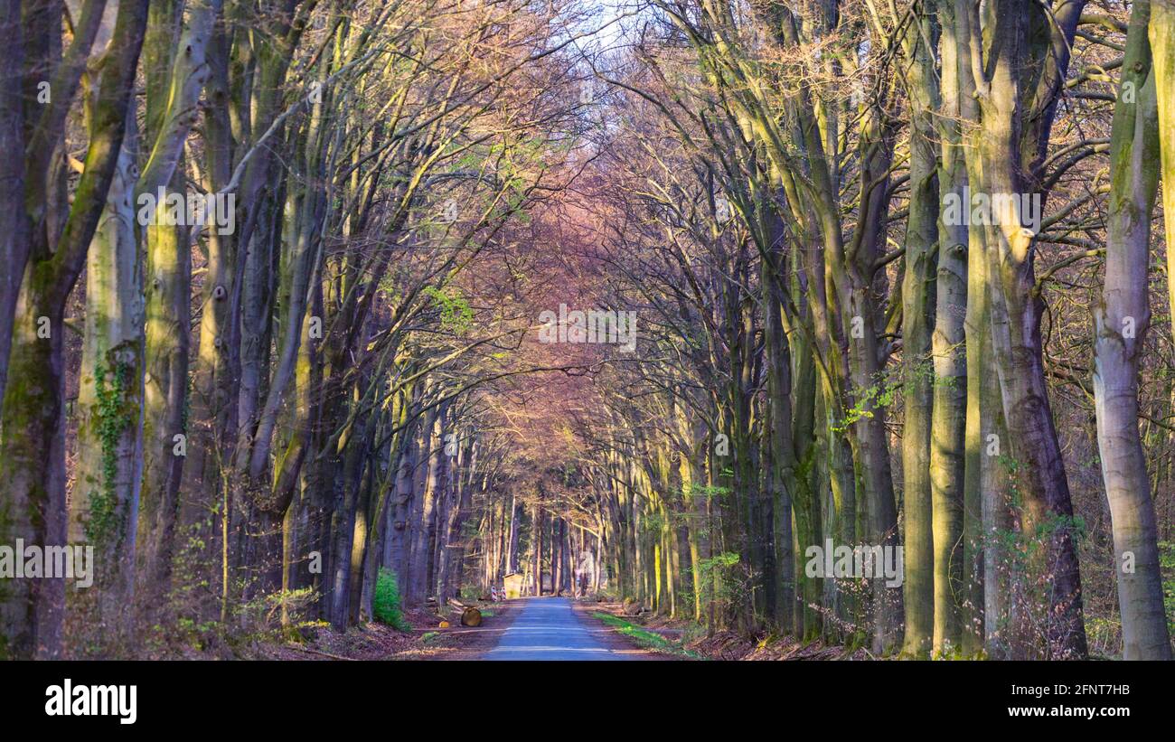 Tree lined street, long, straight road through woodland, Muensterland ...