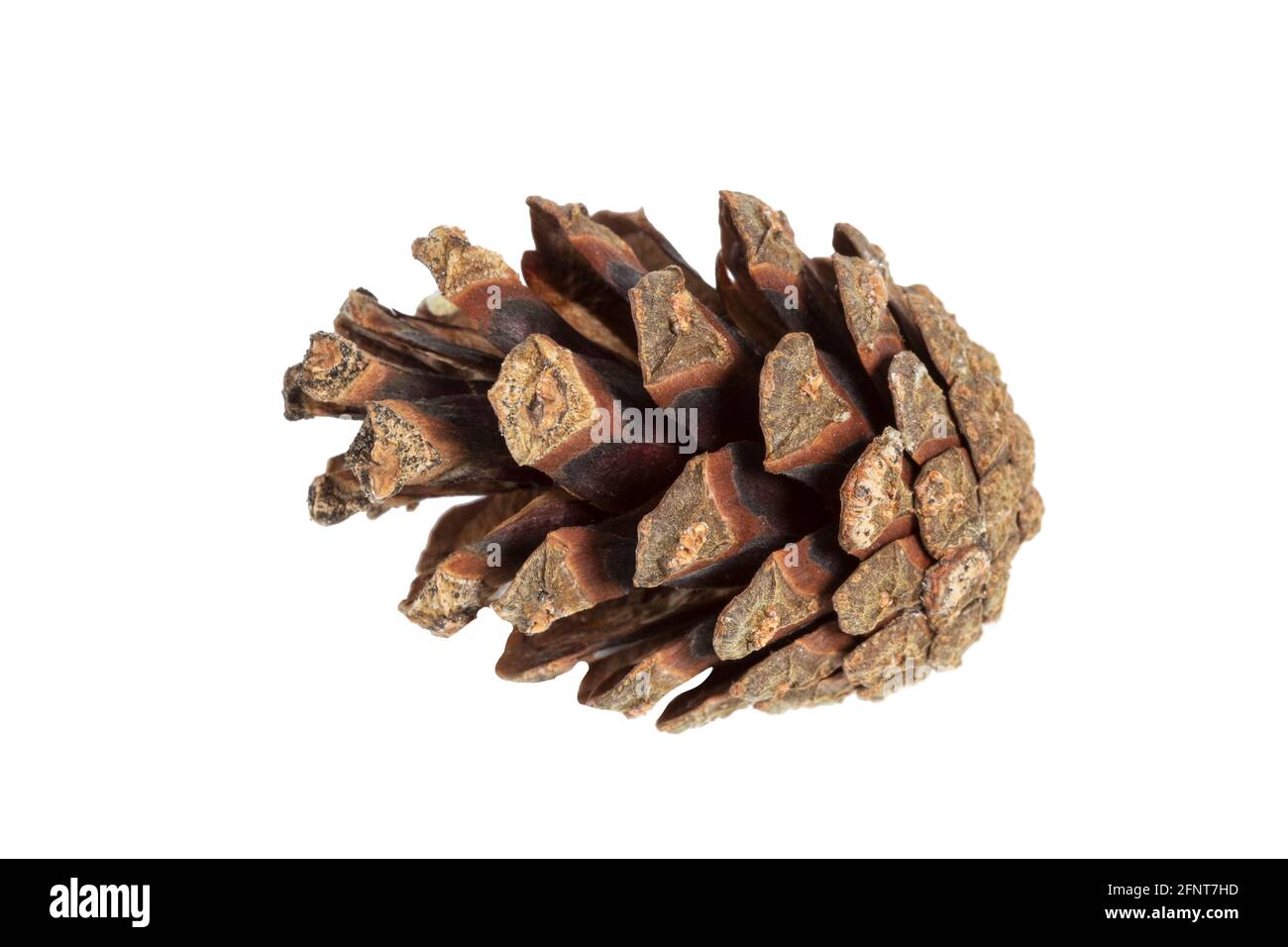 Pine tar Cut Out Stock Images & Pictures - Alamy