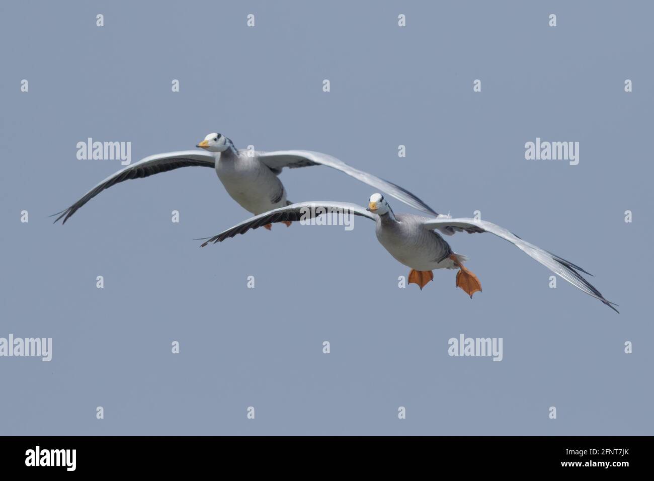 Migration of bar headed geese hi-res stock photography and images - Alamy