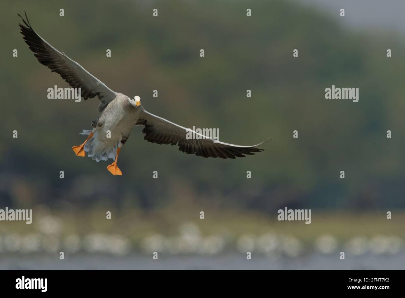 Bar-headed geese (Anser indicus) in flight at Thol Bird sanctuary ...