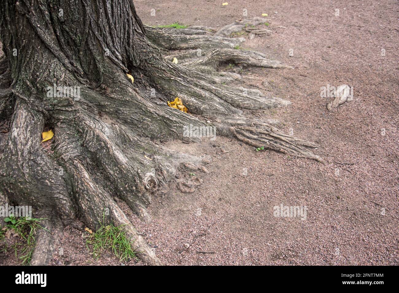 Roots of tree bark in the park ground Stock Photo - Alamy