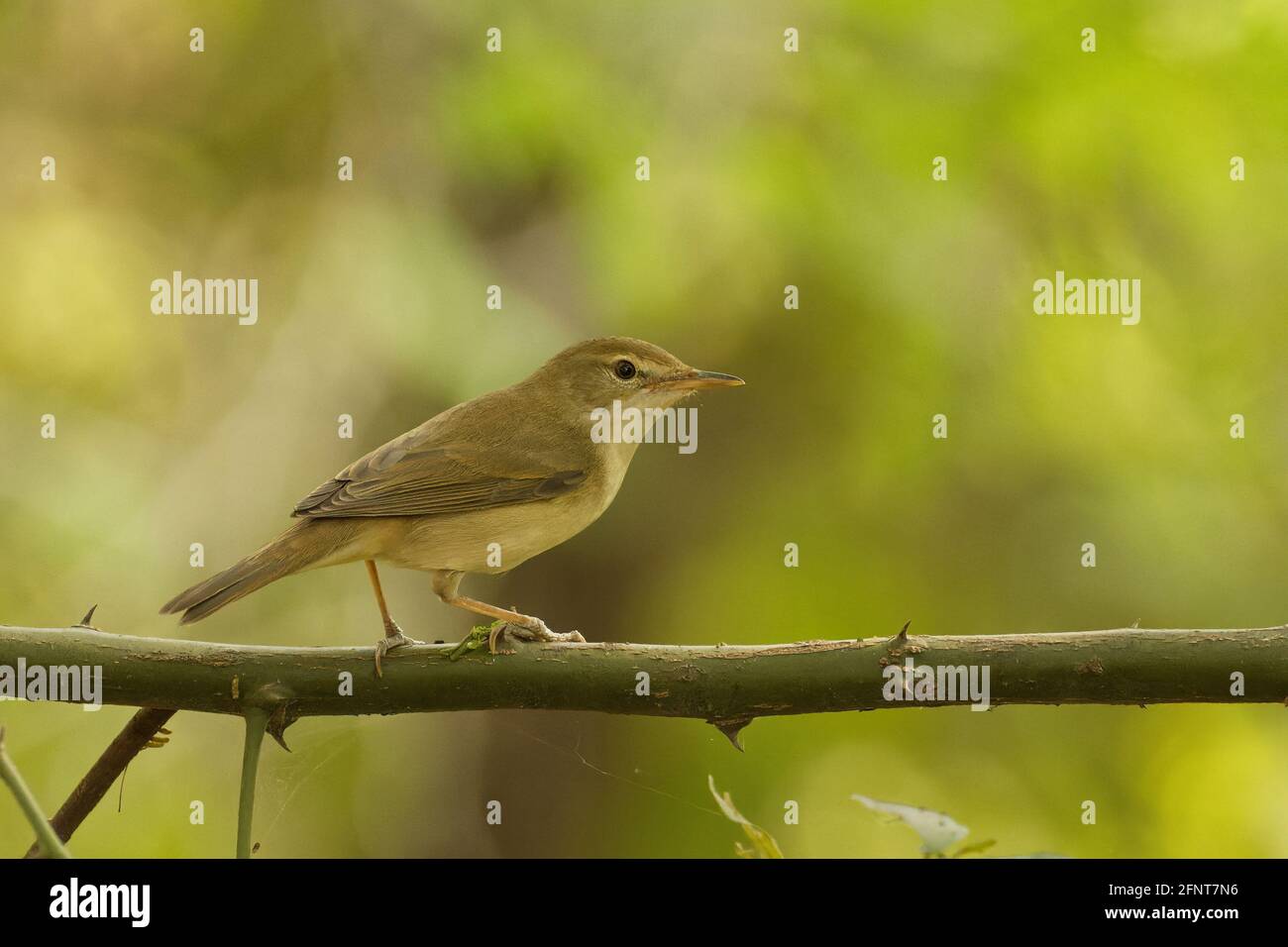Blyth's Reed Warbler (Acrocephalus dumetorum) at Thol Bird sanctuary ...