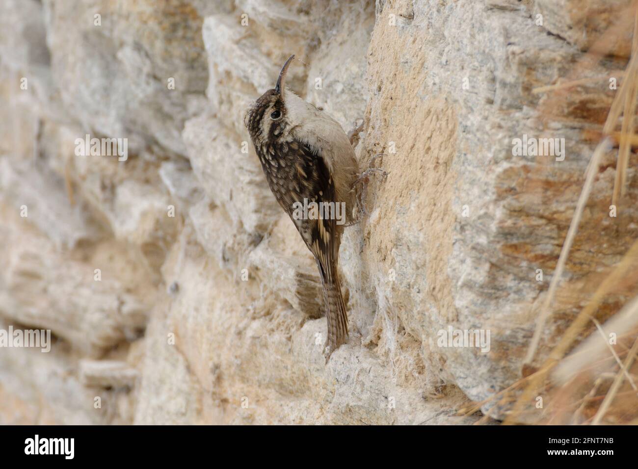 Bar-tailed Treecreeper (Certhia himalayana) at Uttarakhand, India Stock ...