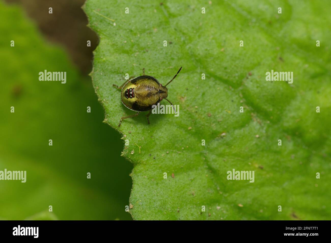 Indian bugs hi-res stock photography and images - Alamy