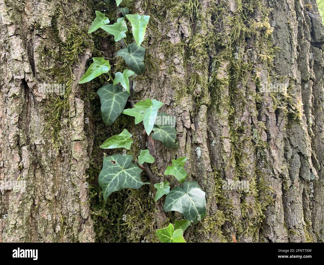 Ivy clinging on hi-res stock photography and images - Alamy
