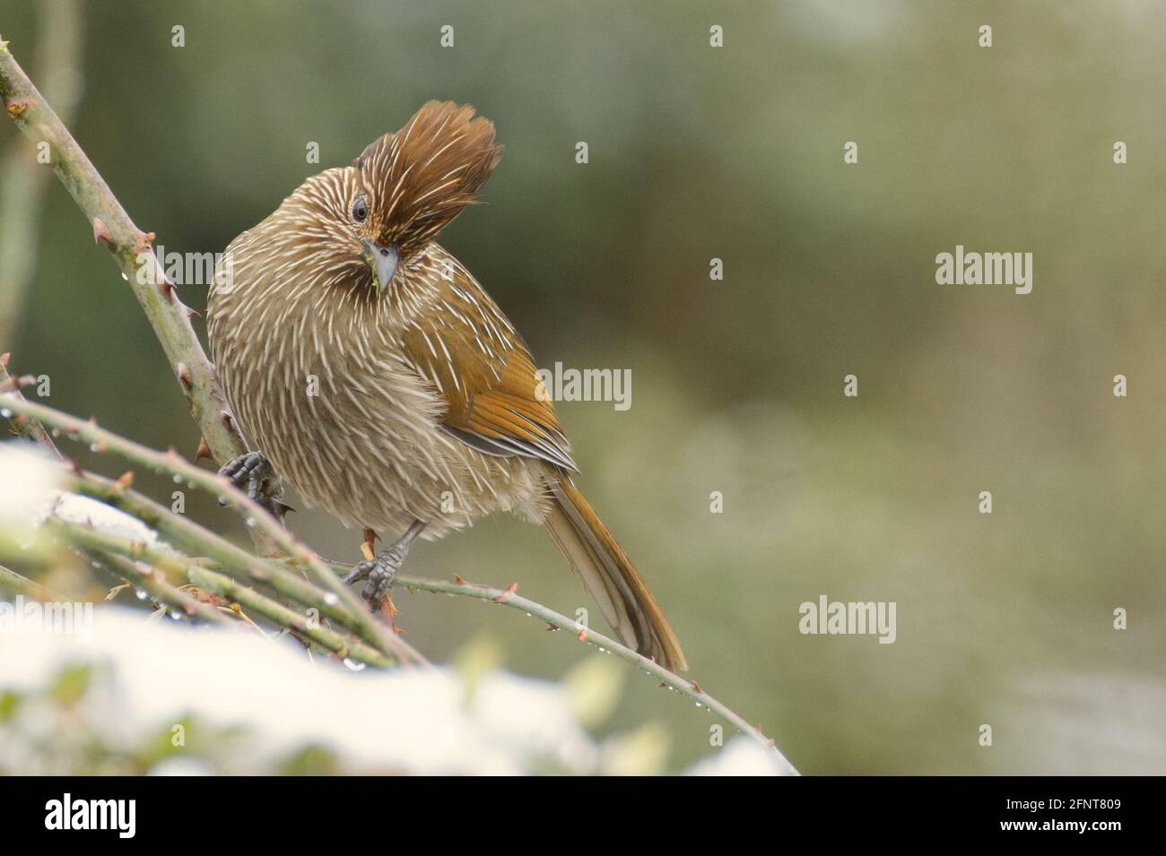 Striated Laughingthrush (Grammatoptila striata Stock Photo - Alamy