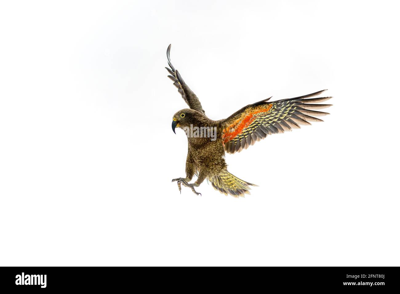 New zealand native parrot the kea hi-res stock photography and images ...