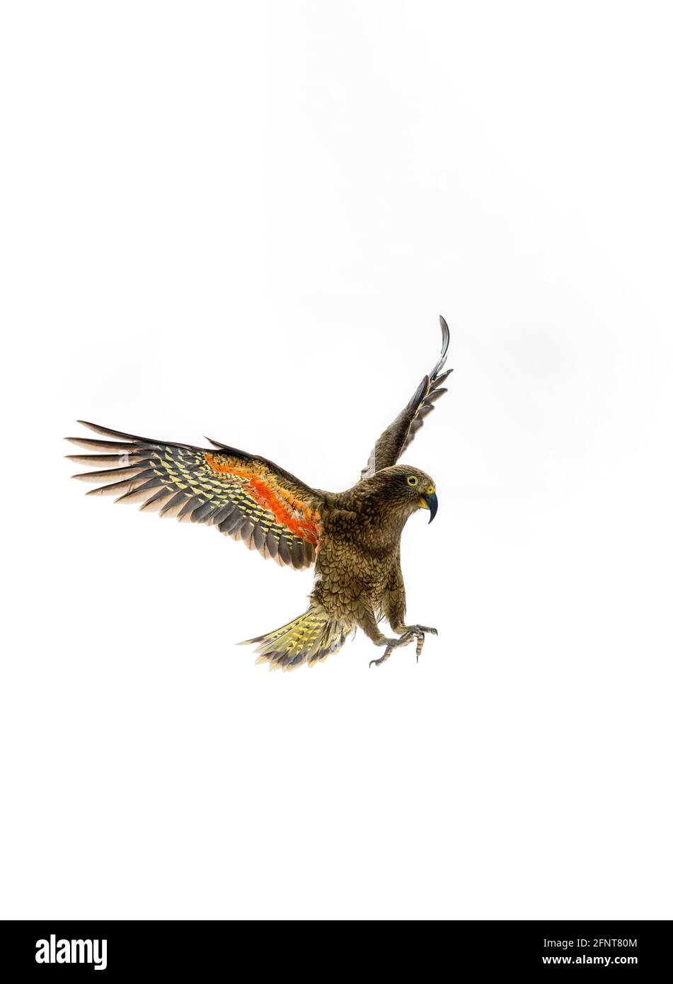 New zealand native parrot the kea hi-res stock photography and images ...