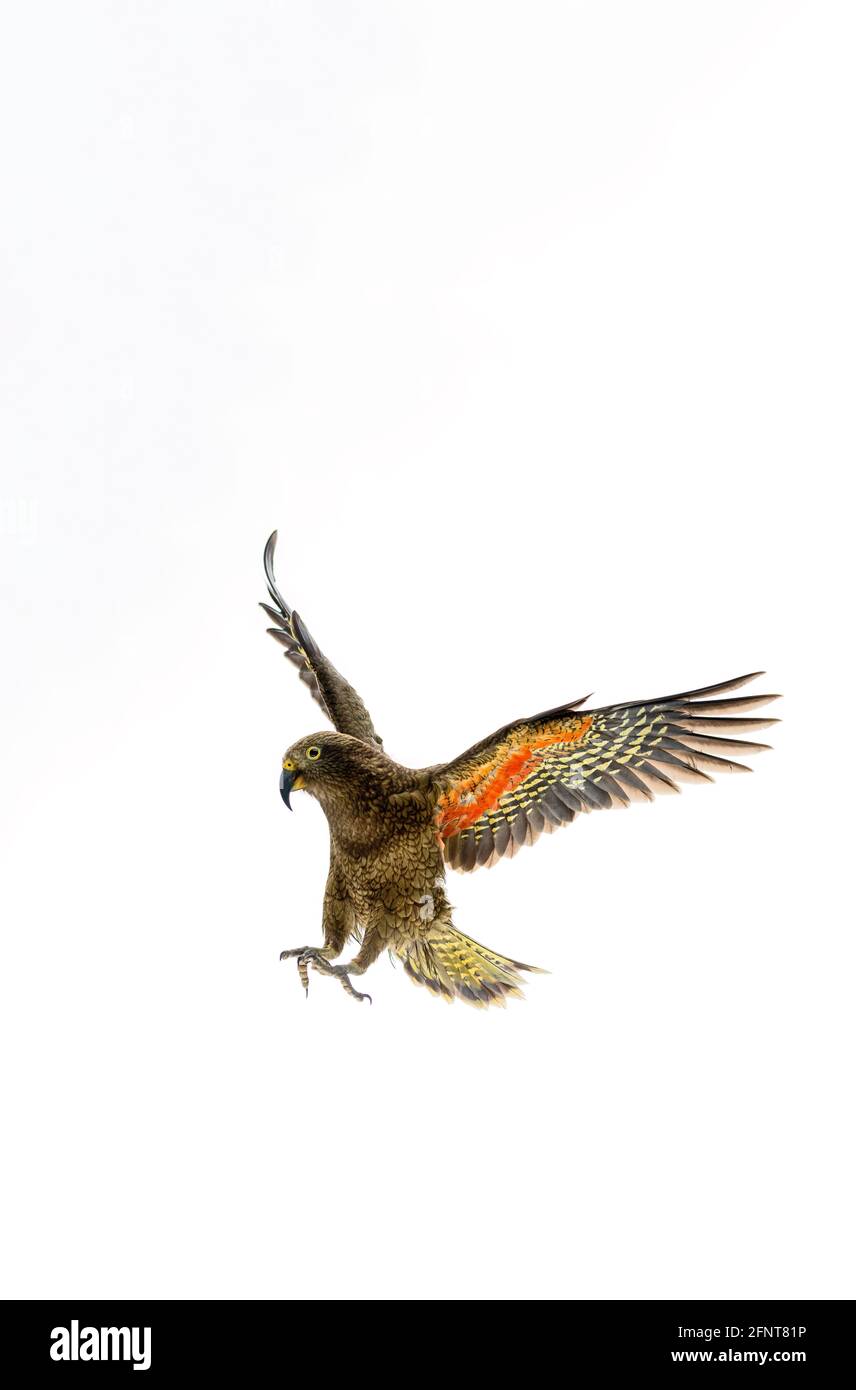 Zealand bird Cut Out Stock Images & Pictures - Alamy