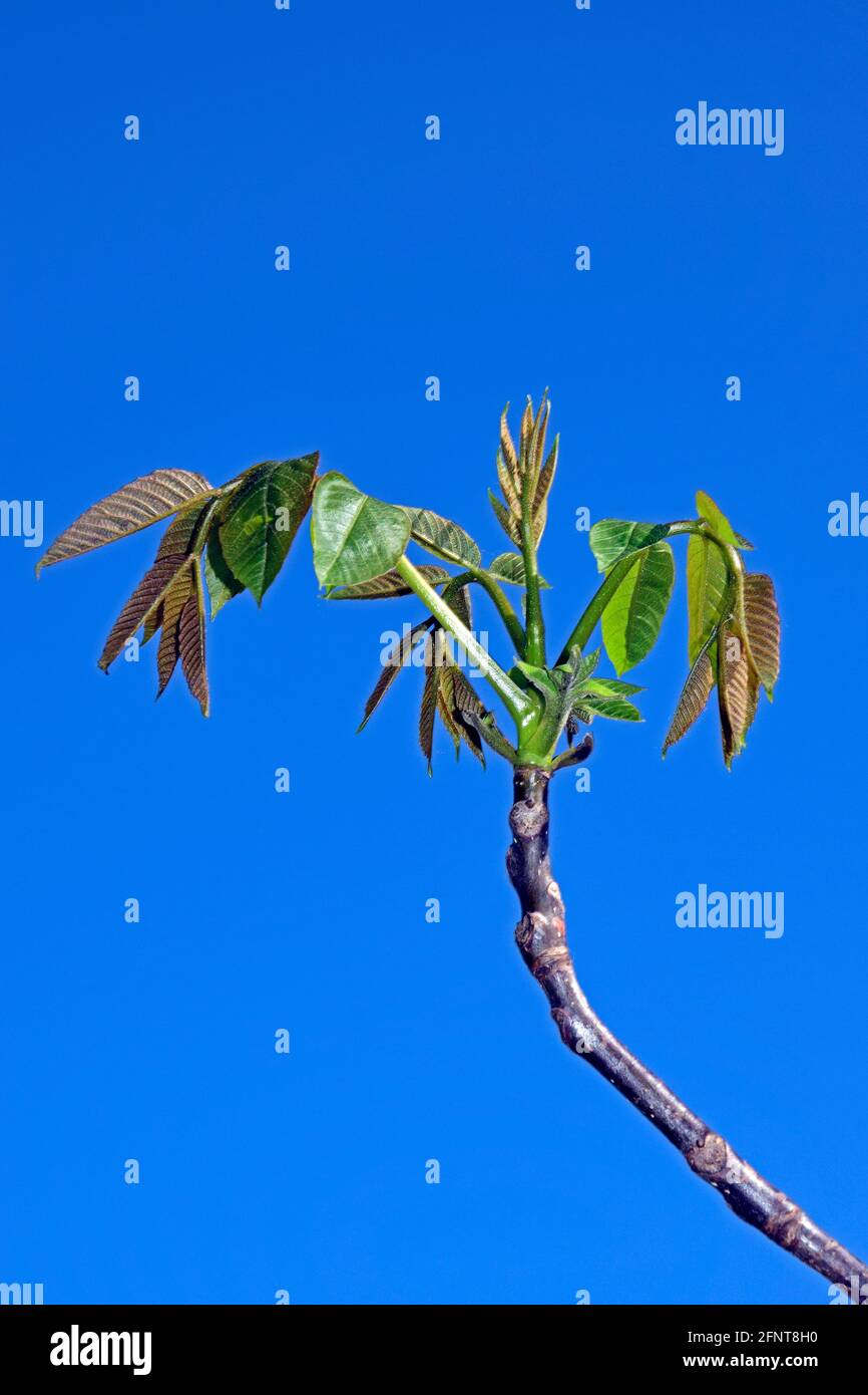 Walnut sprout hi-res stock photography and images - Alamy