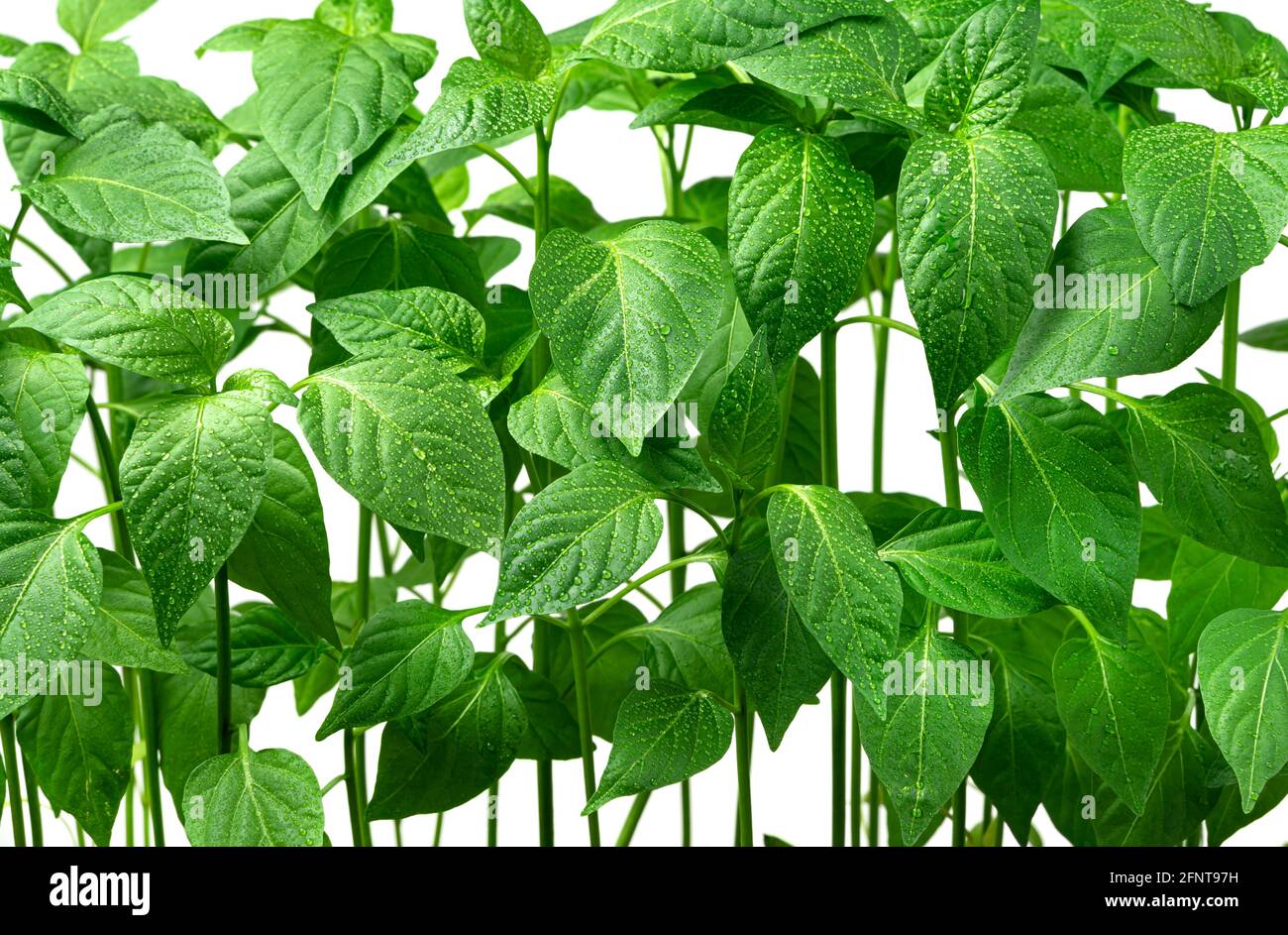 Bell pepper sprouts with water drops on a white background. Side view ...