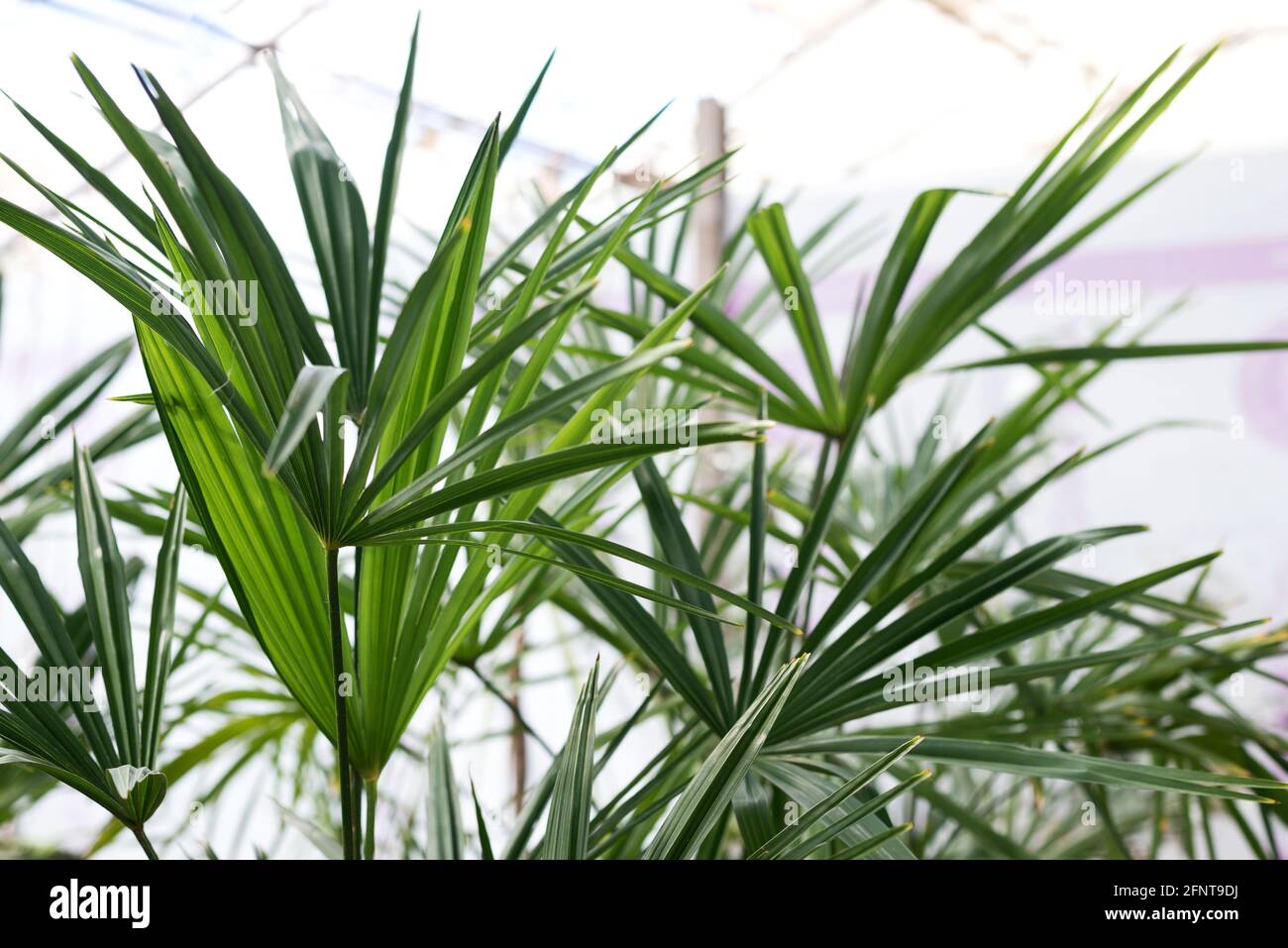 Beautiful green palm tree in the warmhouse Stock Photo - Alamy