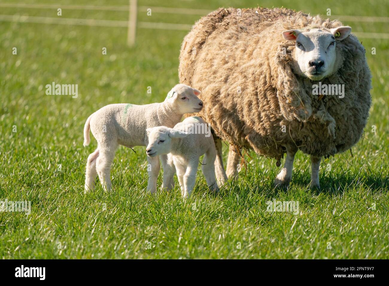 Mother sheep and her twin lambs are in fresh green grass. On a spring ...