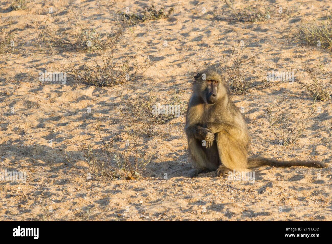Chacma baboon (Papio ursinus) hands folded sitting in a sandy riverbed ...